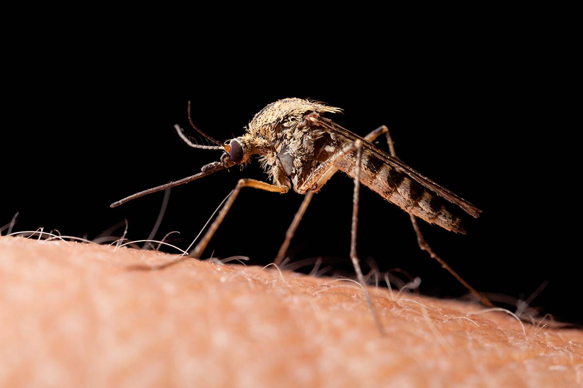 Mosquito-borne viruses — and a mystery — emerge as Michigan summer ends ...