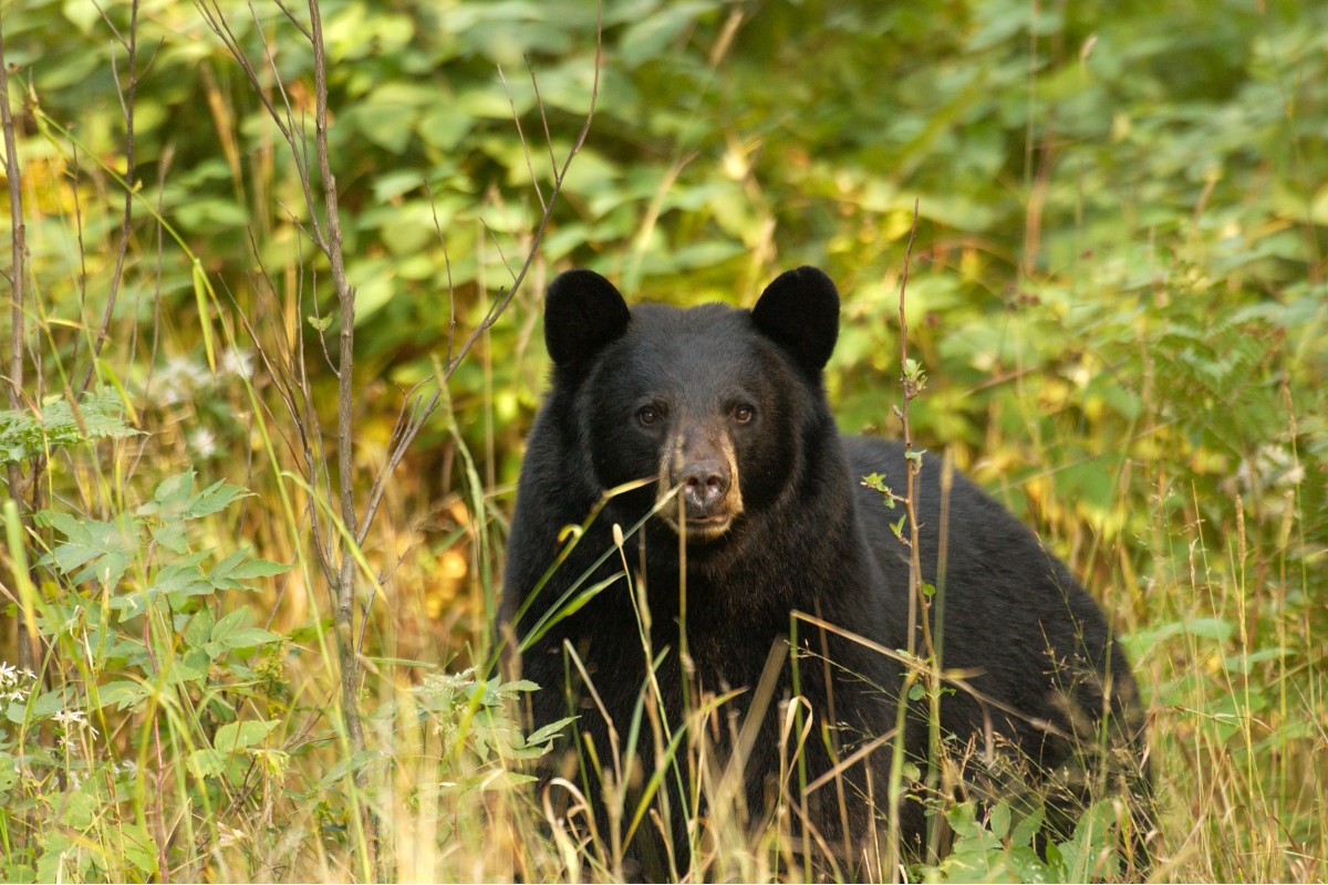 Michigan bears on the move, popping up in Gaylord, Traverse City, Glen ...