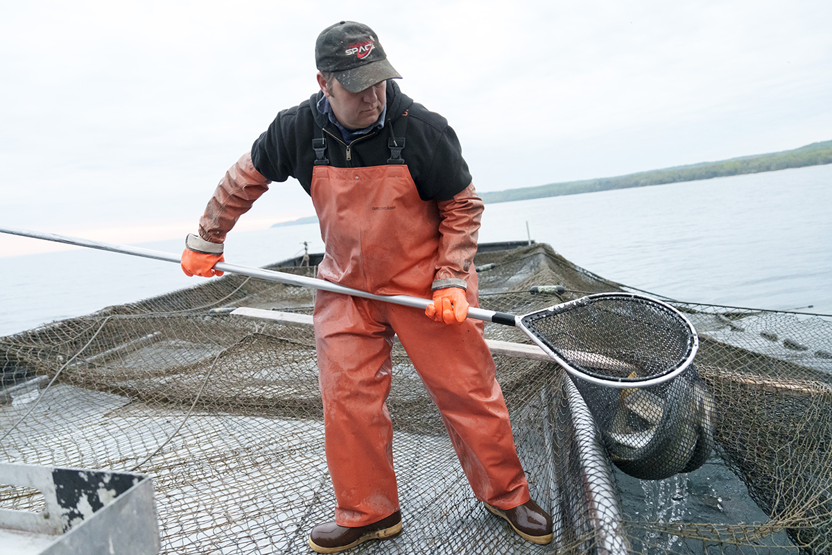 Iconic whitefish on edge of collapse as Great Lakes biodiversity crisis ...