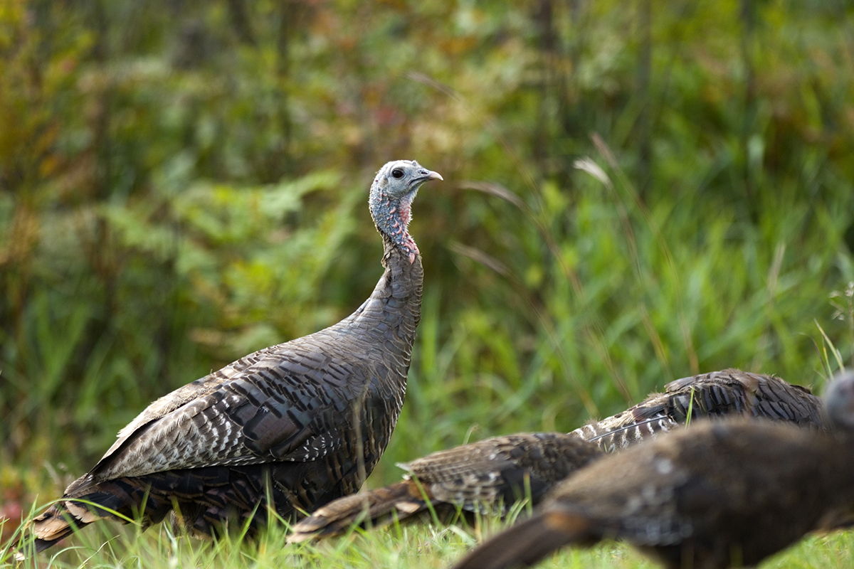 Fall turkey hunting just got easier in Michigan. What to know - Bridge ...