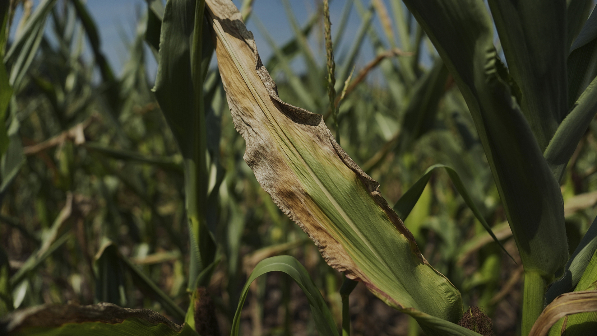 Michigan faces worst drought in a decade as rainfall and rivers run low ...