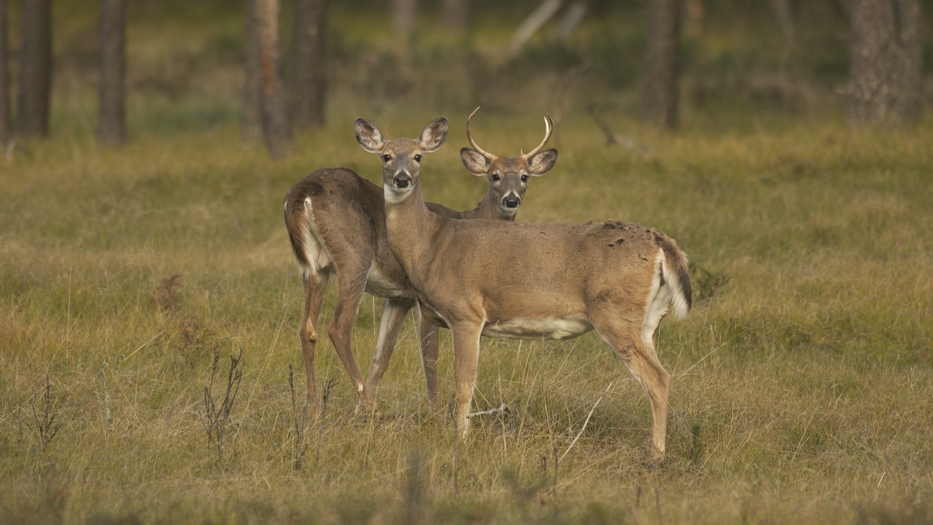 Michigan deer hunting season off to strong start despite disease ...