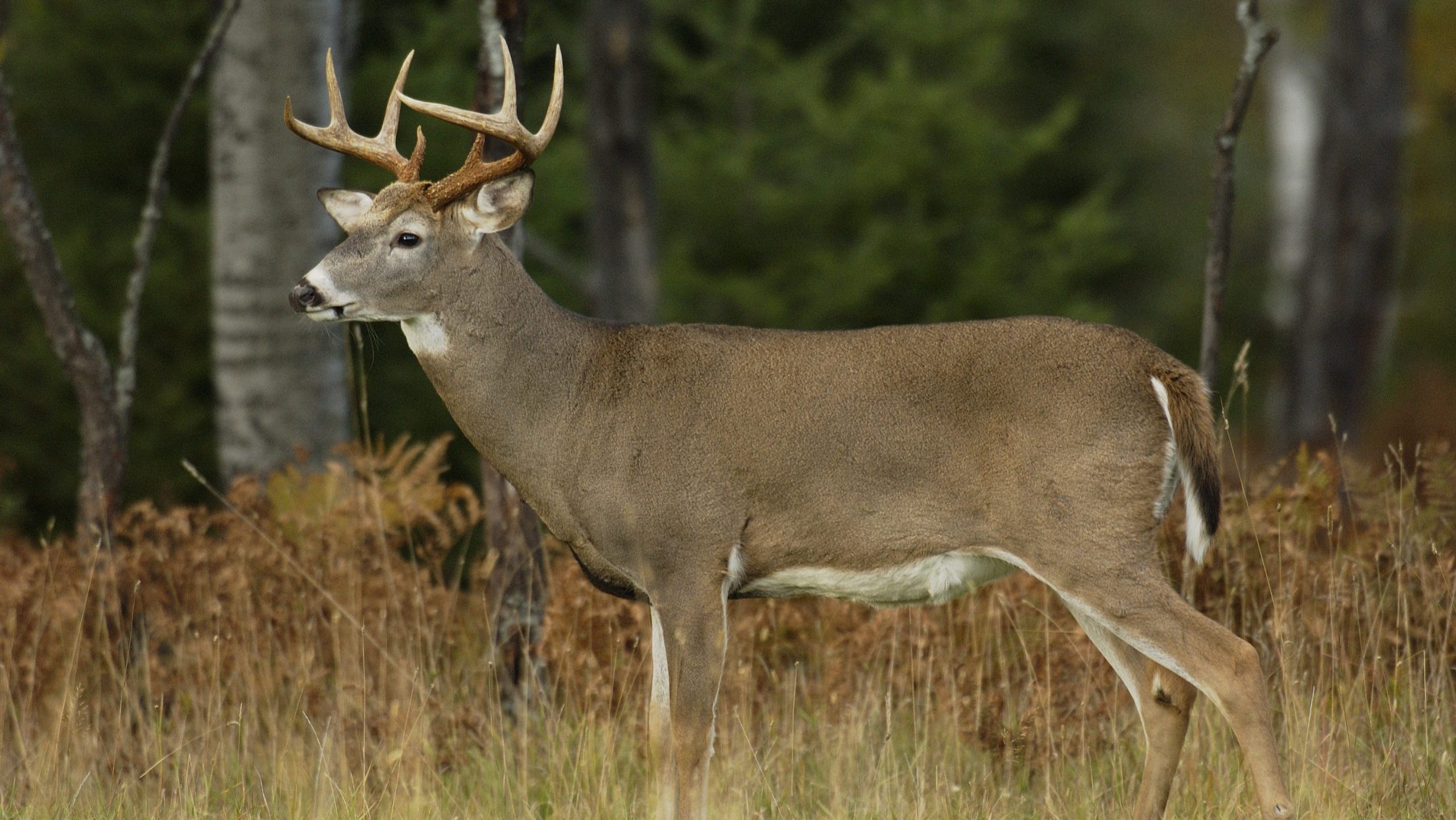 Michigan hunters have taken over 50,000 deer since opening weekend ...