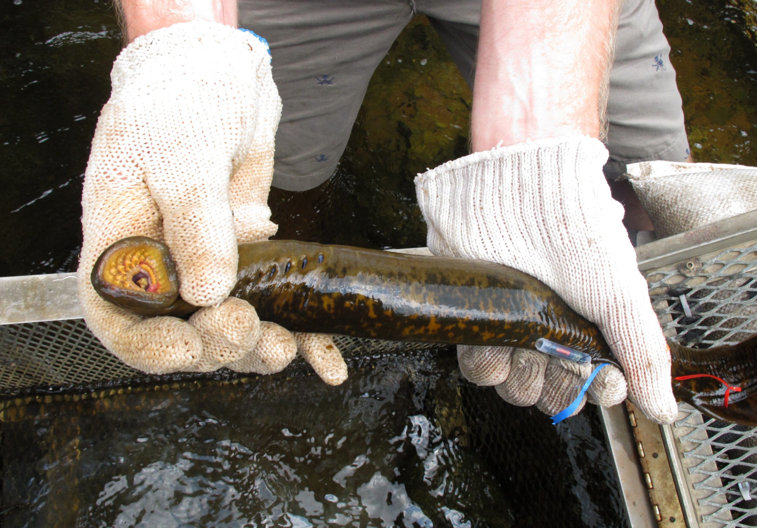 Invasive sea lamprey declining as control efforts in the Great Lakes ...